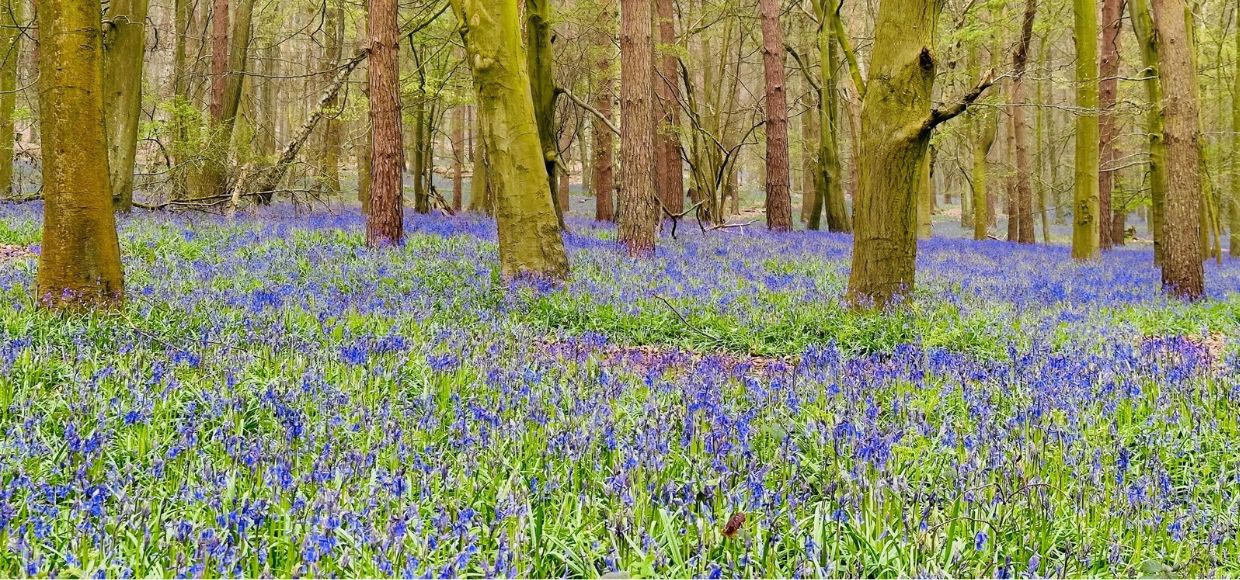 Your area - Herts and West Essex ICS